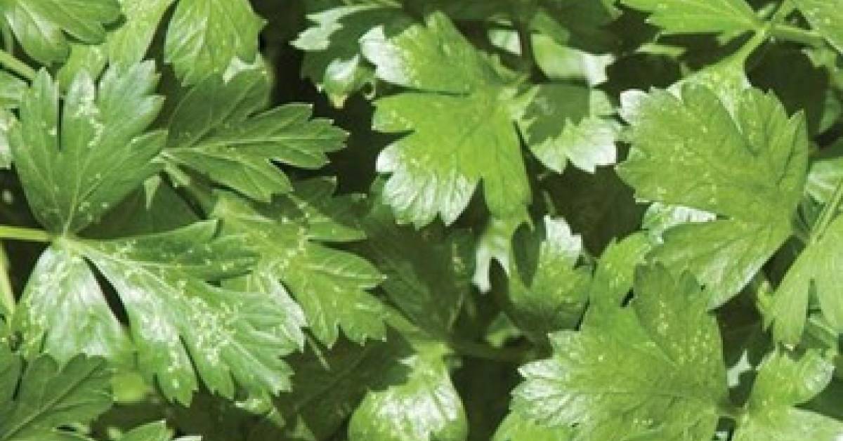 Cilantro - Santo Long Standing | Sharecost Rentals & Sales