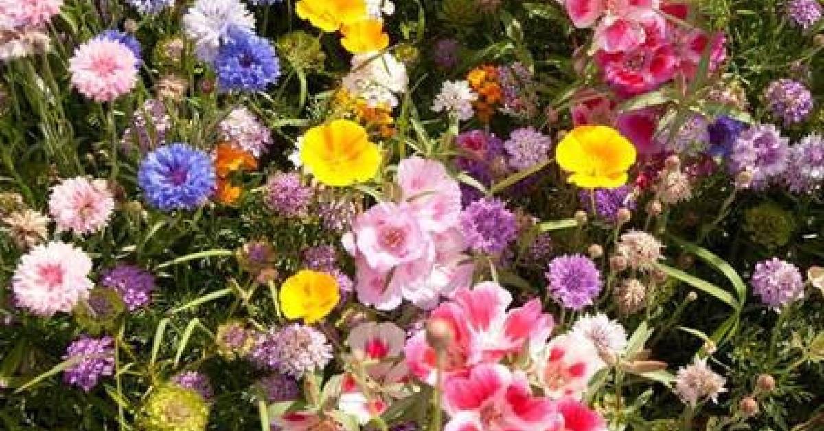 Butterfly Blend 25 grams | Sharecost Rentals & Sales